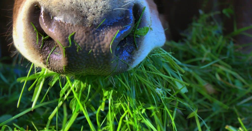 The Startling Truth About Fodder That NO ONE is Talking About